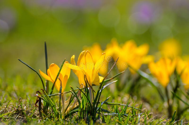 Yellow spring Crocus stock image. Image of outdoors, season - 38794405