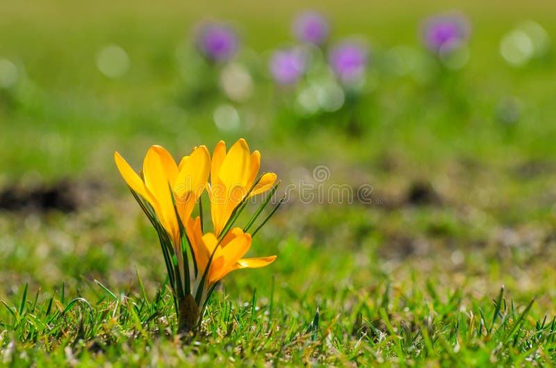 Yellow spring Crocus stock image. Image of closeup, plant - 38794467