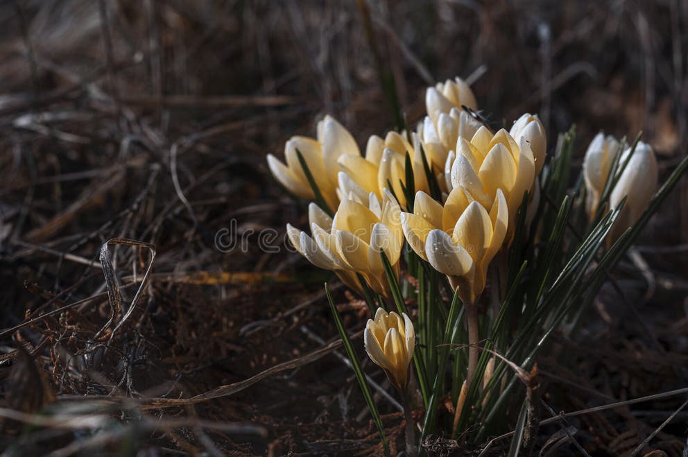 Yellow Spring Crocuses in the Morning Sun Stock Image - Image of color ...