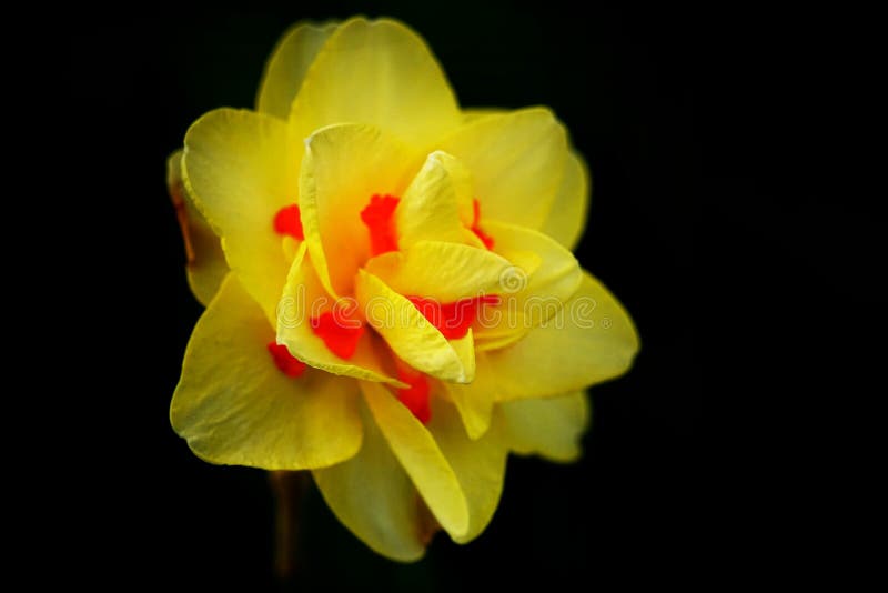 Yellow Spring Daffodil Flower in Bloom Stock Photo - Image of pink ...