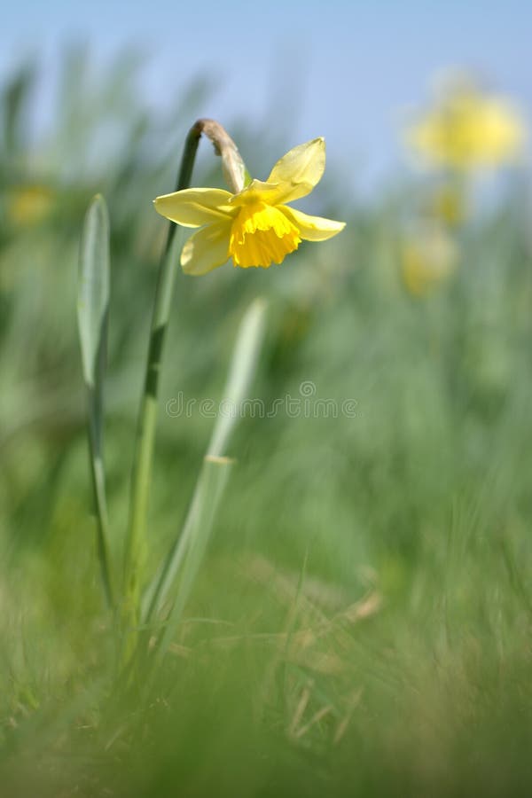 Yellow Spring Daffodil Flower Stock Image - Image of park, growth: 84114157