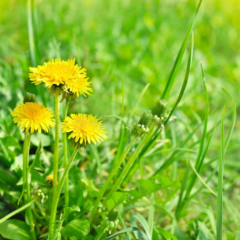 Spring Dandelion in Grass stock photo. Image of daisy - 47998398