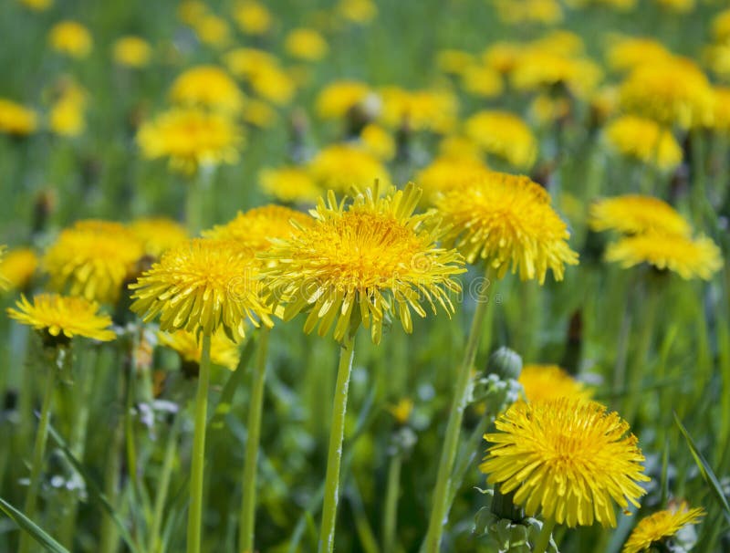 Yellow Spring Dandelions in the Wild Meadow Stock Photo - Image of ...