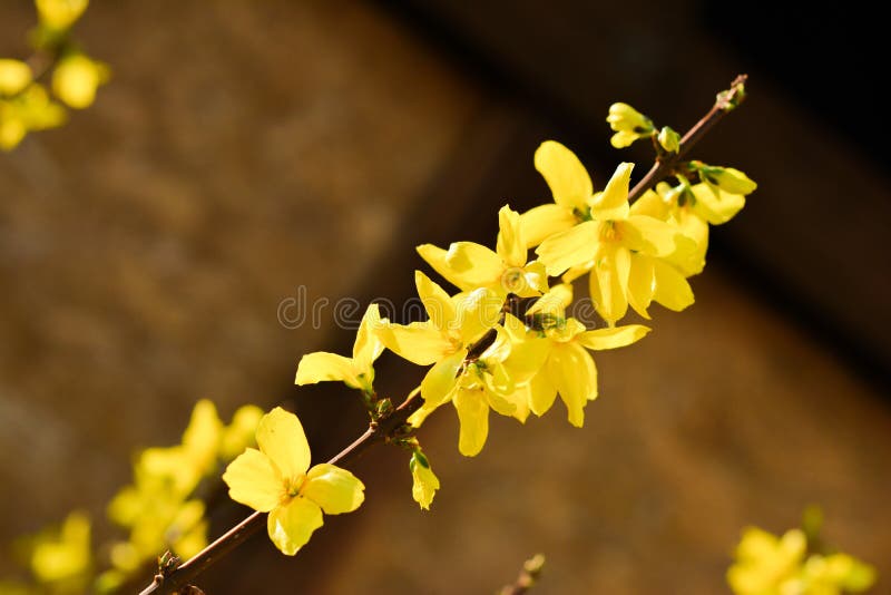 Yellow spring flower stock image. Image of calm, flower - 178229489