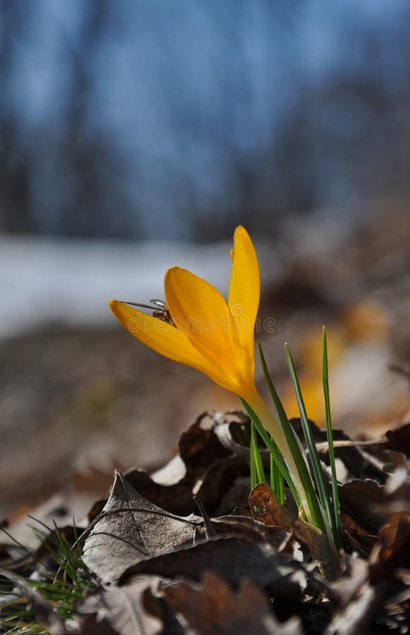 Yellow spring flower stock photo. Image of floral, nature - 18813632
