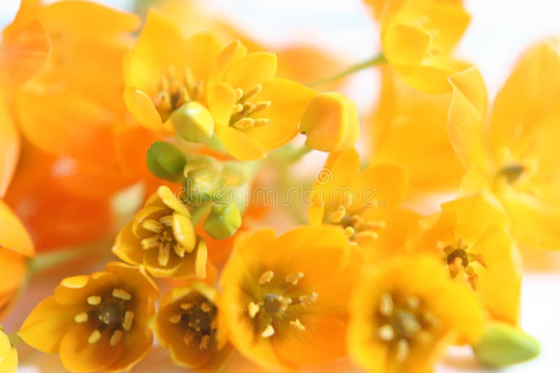 Yellow spring flower stock image. Image of flowers, astral - 2514477
