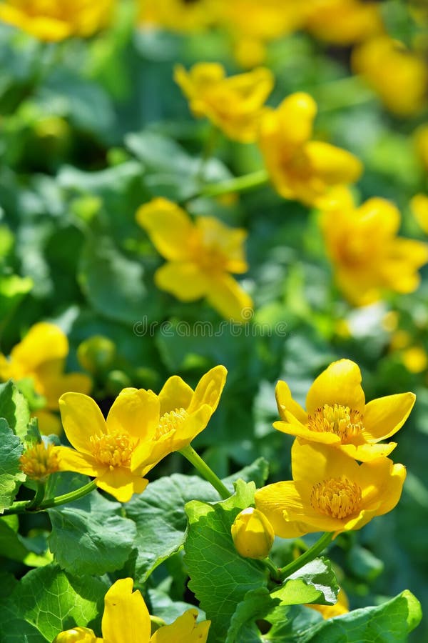 Yellow spring flower stock image. Image of daisy, blooming - 4816367