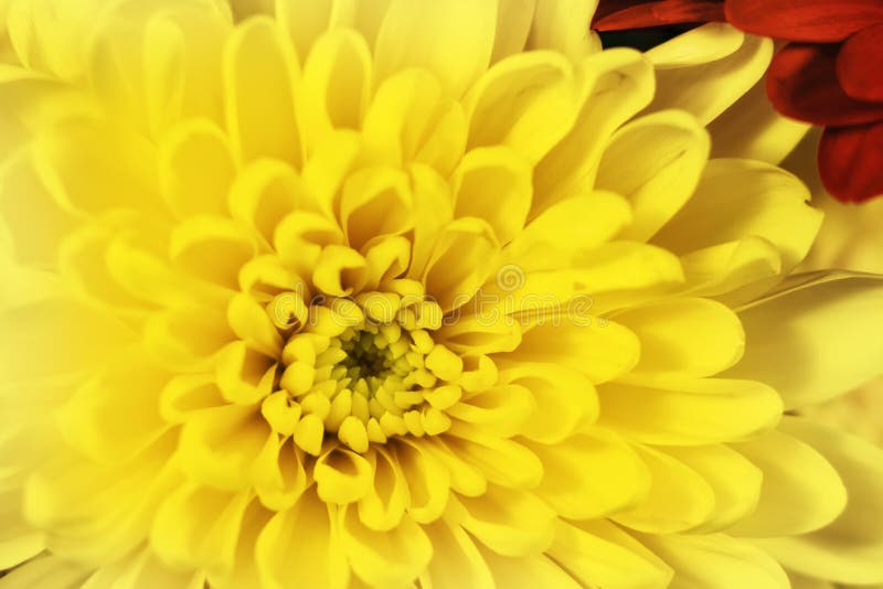 Yellow spring flower 1 stock image. Image of bright - 140398481