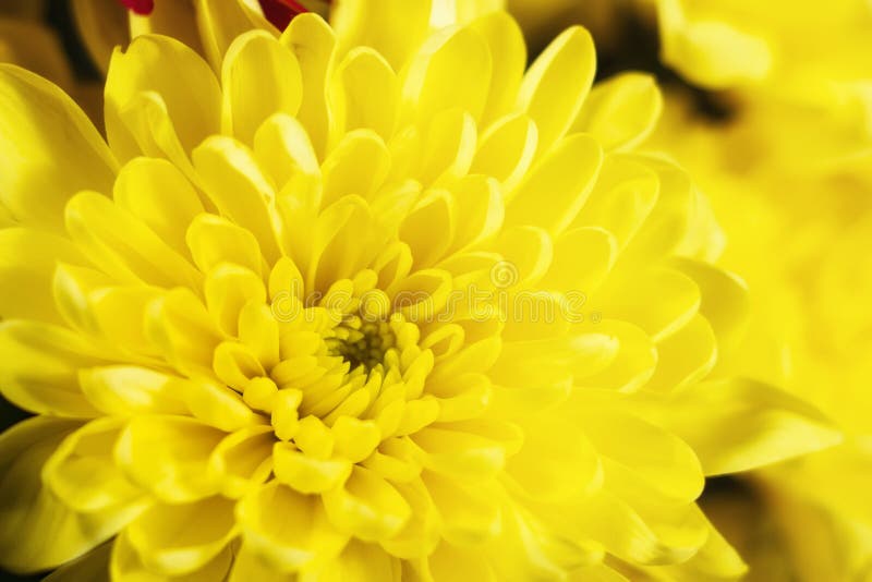 Yellow spring flower 1 stock photo. Image of yellow - 140398648