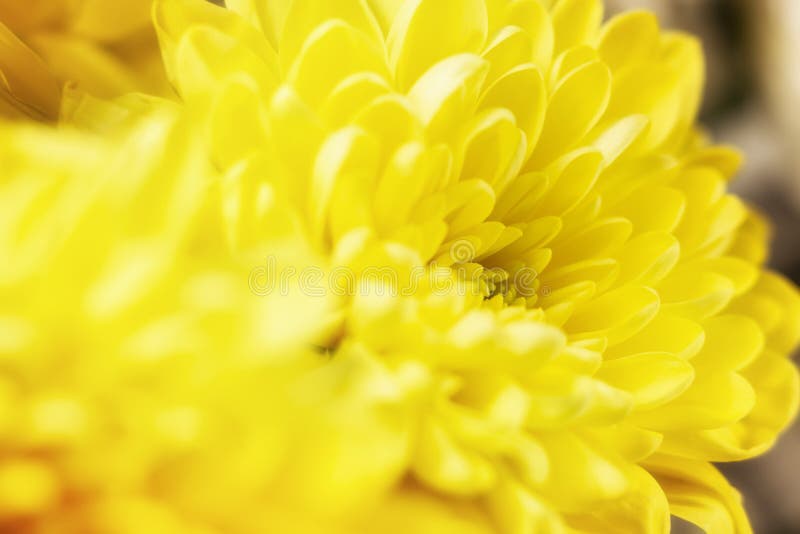 Yellow spring flower 1 stock photo. Image of beauty - 140398790