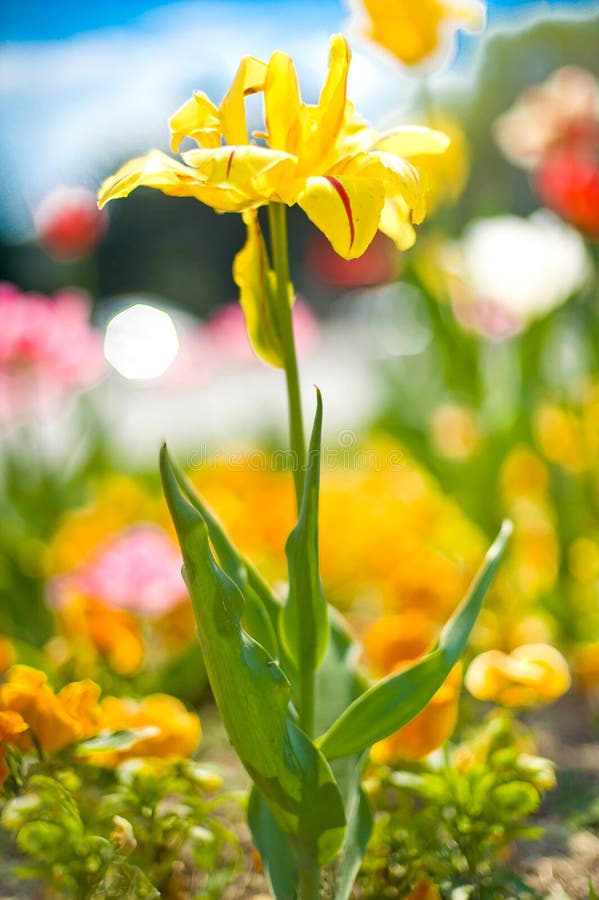 Yellow Spring Flower stock photo. Image of floral, ornament - 31058960