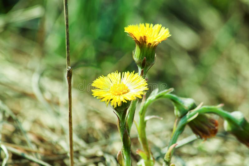 Yellow Spring Flower Close Up in Forest Stock Photo - Image of rural ...