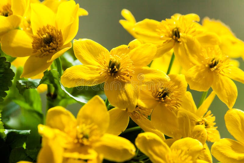 Yellow spring flower stock photo. Image of grass, rural - 91477484