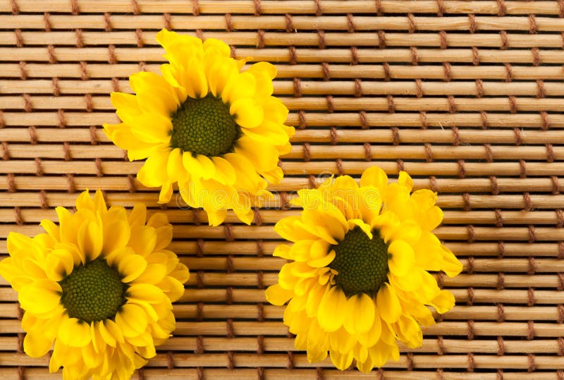 Yellow spring flower stock photo. Image of indoor, bright - 92278344