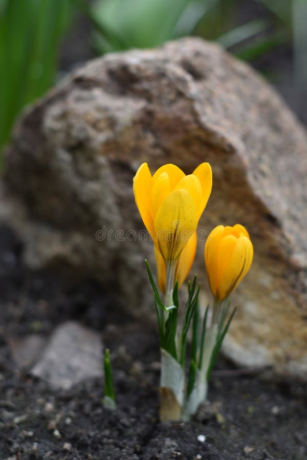 Yellow Spring Flower Crocus in the Garden on a Stone Background. Stock ...