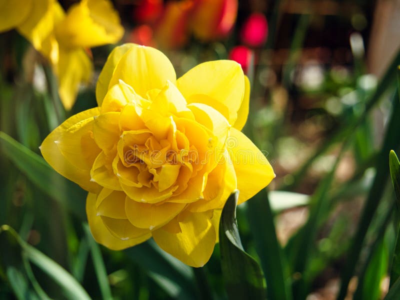 Yellow Spring Flower Daffodil Stock Photo - Image of natural, tulip ...