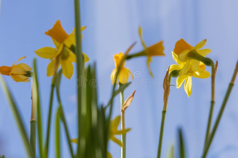 Yellow Spring Flower Daffodil - Narcissus on an Indoor Window Sill ...