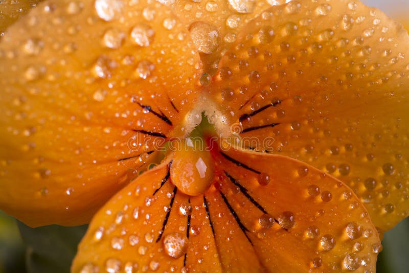 Spring flower stock photo. Image of closeup, herb, bloom - 113810338