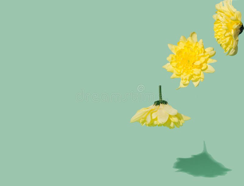 Yellow Spring Flower Falling on a Pastel Background. Minimalism and Art ...
