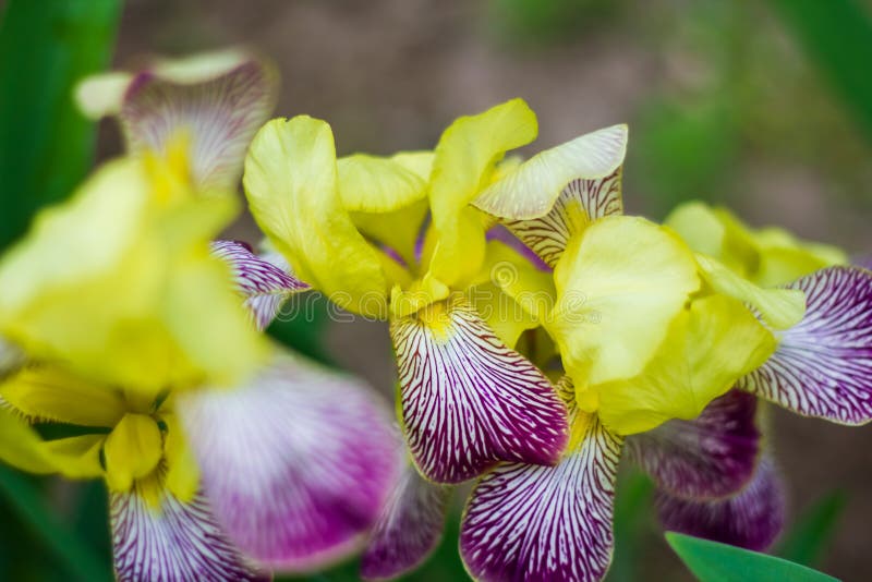 The Yellow Spring Flower in the Garden, Yellow Flowers in the Garden ...