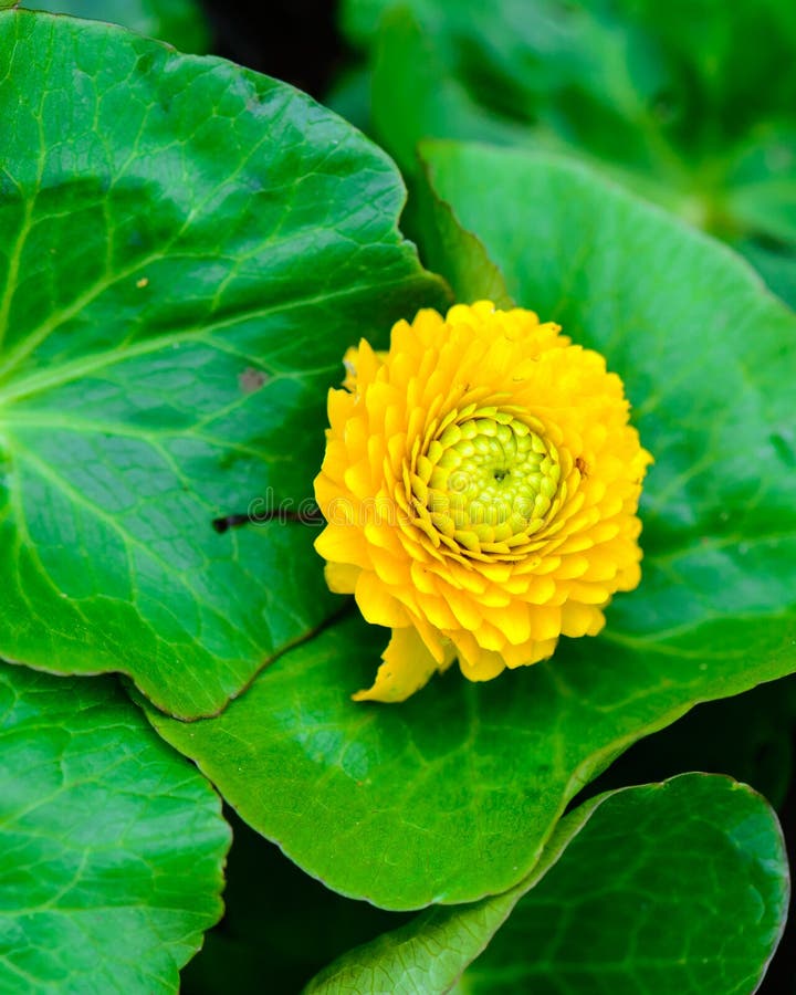 Yellow Spring flower stock image. Image of exotic, romantic - 51558059