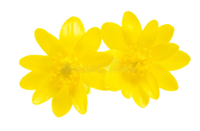 Yellow Spring Flower Isolated Stock Photo - Image of color, plant ...