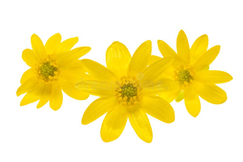Yellow Spring Flower Isolated Stock Photo - Image of blossom, elegant ...