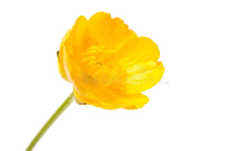 Yellow Spring Flower Isolated Stock Image - Image of blossom, bouquet ...