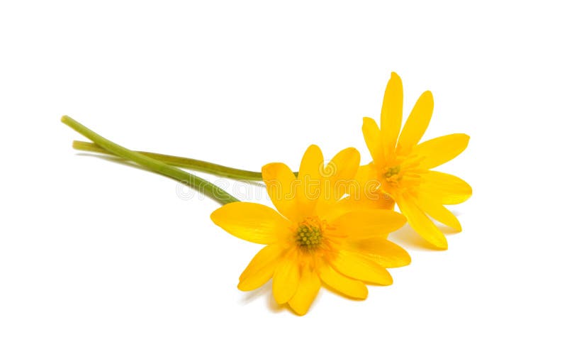 Yellow Spring Flower Isolated Stock Image - Image of macro, close: 93732455
