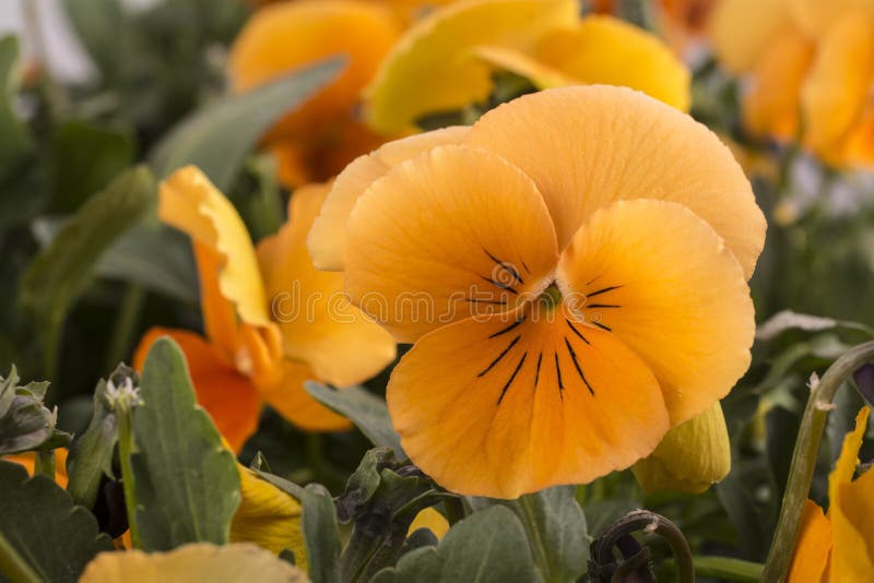 Yellow Spring flower stock image. Image of bloom, garden - 112388679