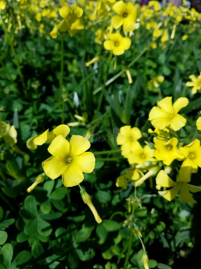 Yellow Spring Flower Patch Sun 4k Stock Photos - Free & Royalty-Free ...