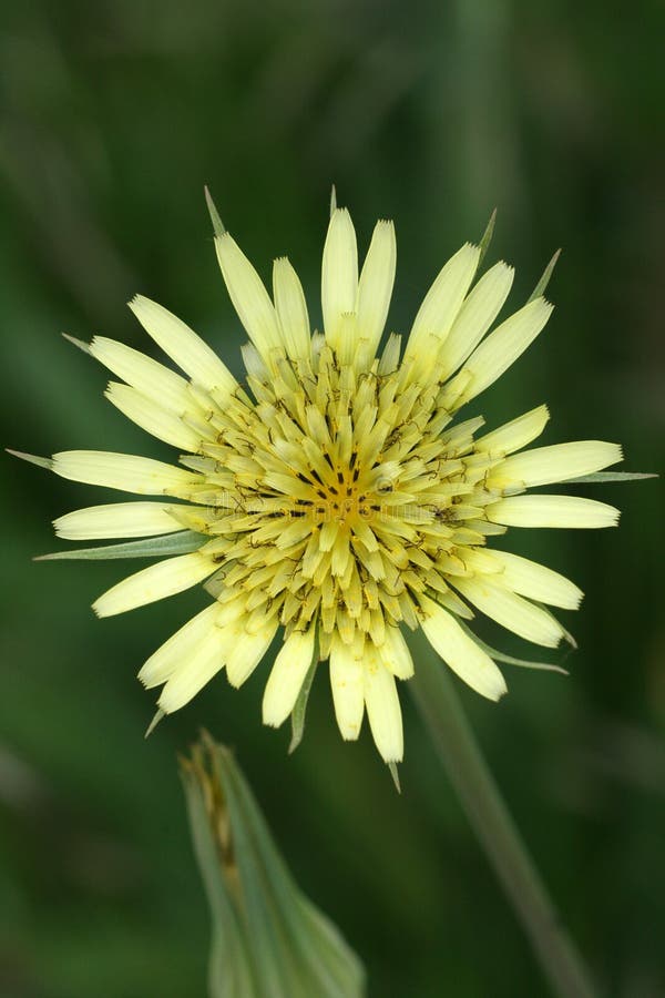 Yellow spring flower, stock image. Image of blooming - 40957641