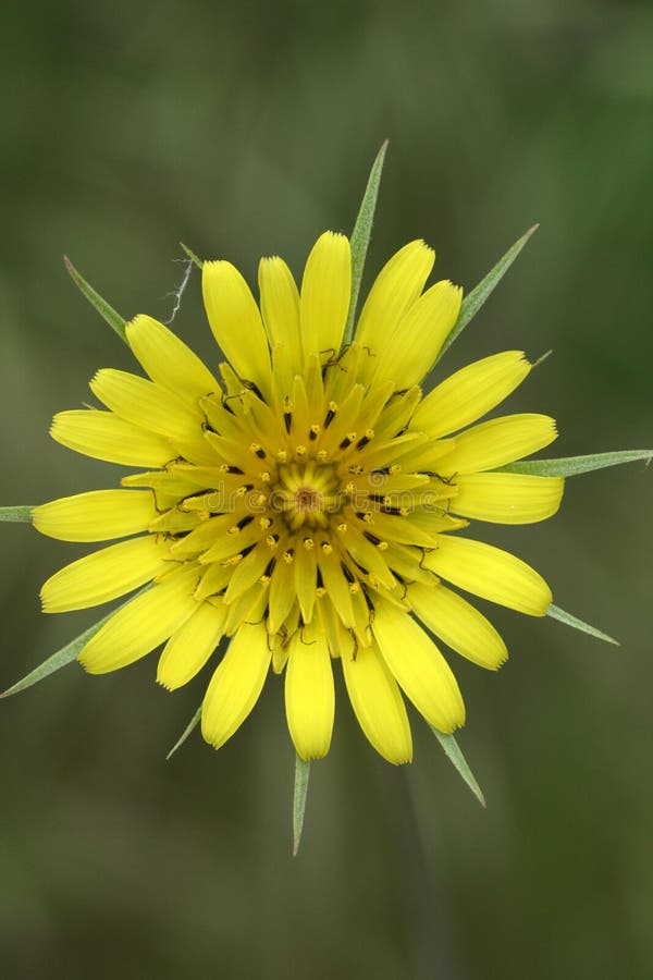 Yellow spring flower, stock photo. Image of april, floral - 40957644