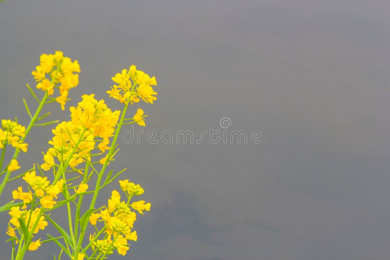 Yellow spring flower stock photo. Image of blooming, isolated - 30495590