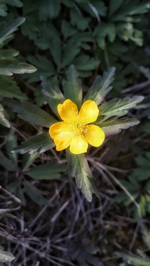 Yellow Spring Flower Single on Grass Stock Photo - Image of grass ...