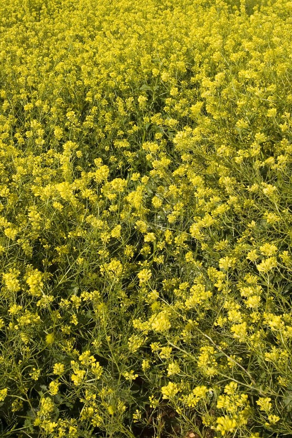 Yellow spring flowers stock image. Image of yellow, color - 14297835