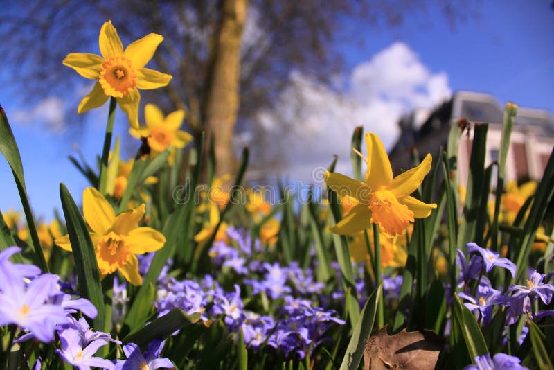 Yellow spring flowers stock photo. Image of clear, light - 14300672