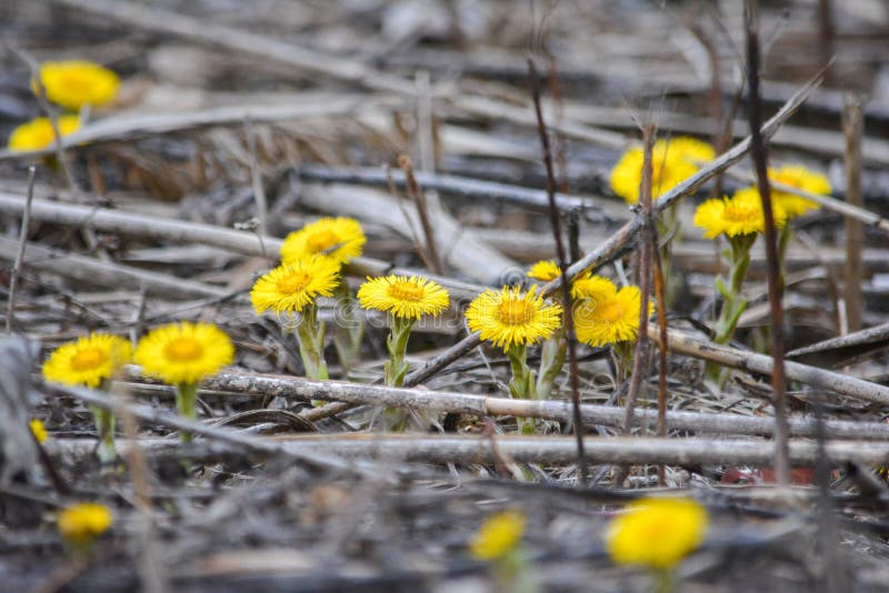 Yellow spring flowers stock image. Image of sunlight - 178339313