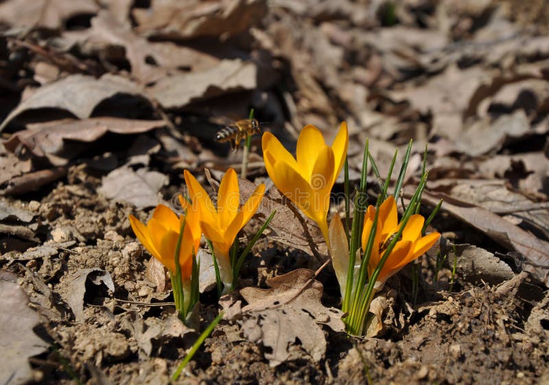 Yellow spring flowers stock photo. Image of yellow, elegance - 18813710
