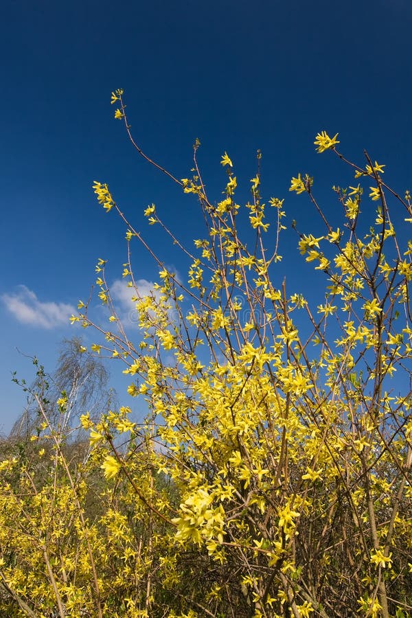 Yellow spring flowers stock image. Image of green, blossom - 19301009