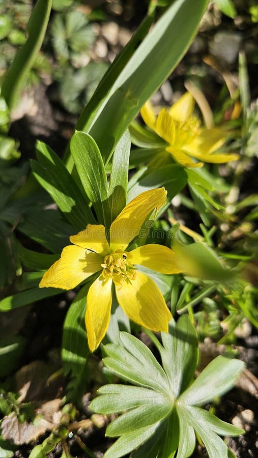 Yellow spring flowers stock photo. Image of yellow, spring - 312025414