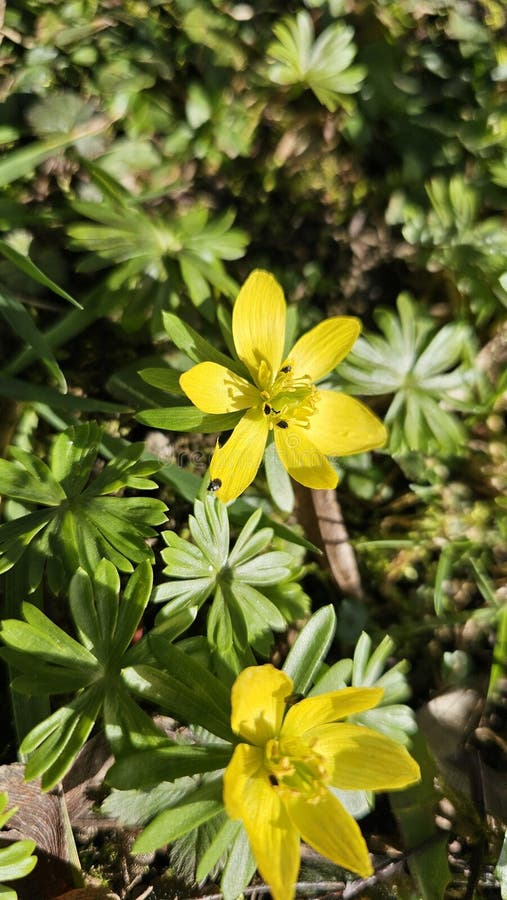 Yellow spring flowers stock image. Image of nature, detail - 312025433