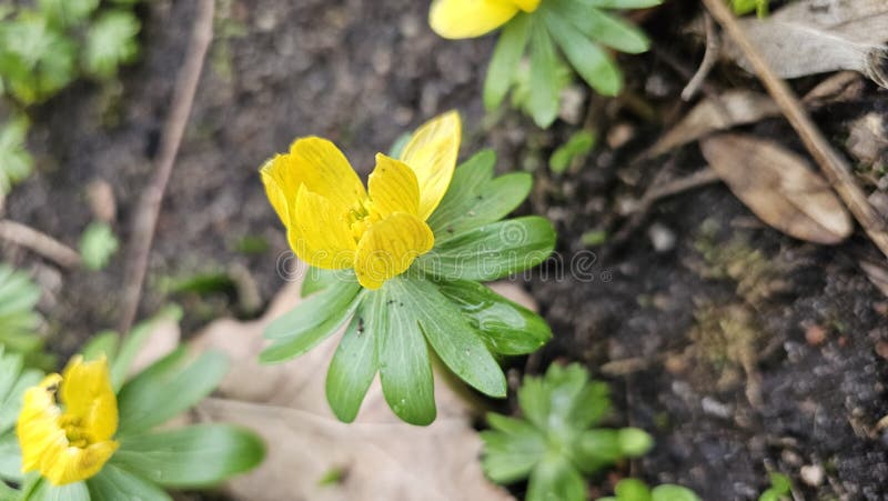 Yellow spring flowers stock photo. Image of spring, nature - 312025472