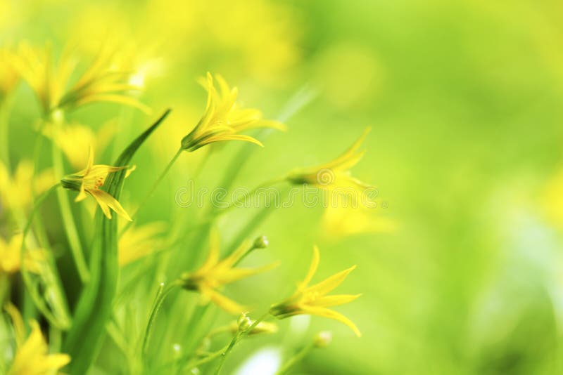 Yellow spring flowers stock photo. Image of copy, flower - 38307254