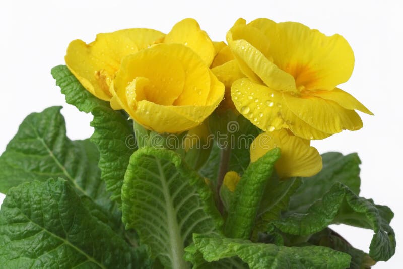Yellow spring flowers stock photo. Image of spring, leaves - 5644618