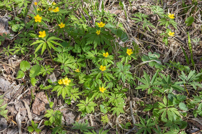 Yellow Spring Flowers Anemone Buttercup in the Forest Stock Image ...