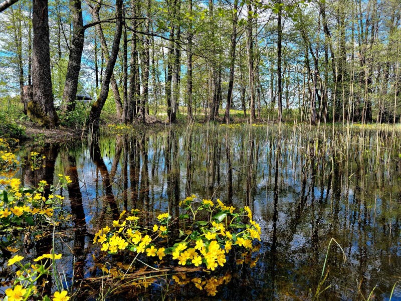 Yellow Spring Flowers in the Background of the Lake and Trees Stock ...