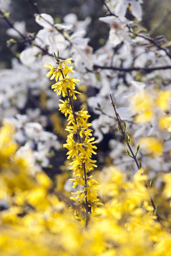 Yellow spring flowers stock photo. Image of color, botanical - 30612442