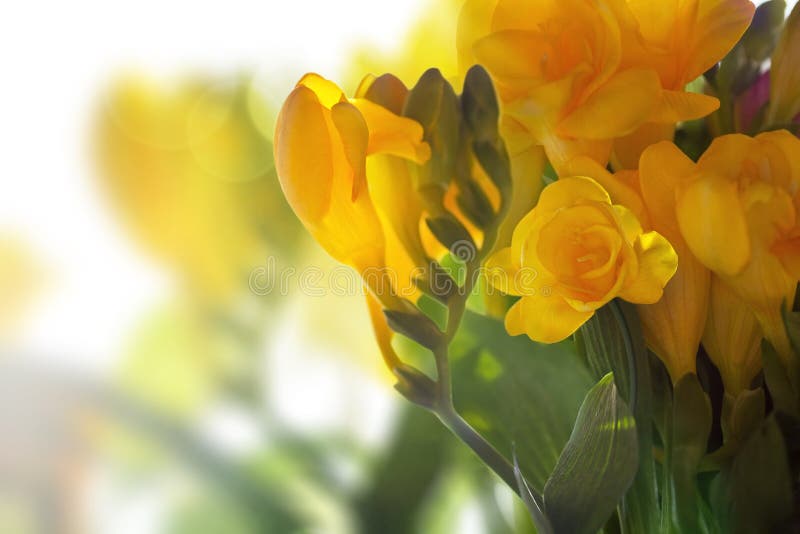 Yellow spring flowers stock image. Image of yellow, flora - 52180231