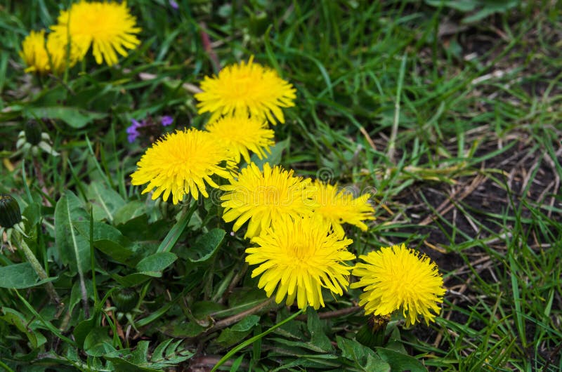 Yellow Spring Flowers. Beautiful Dandelions on a Sunny Day. Stock Photo ...